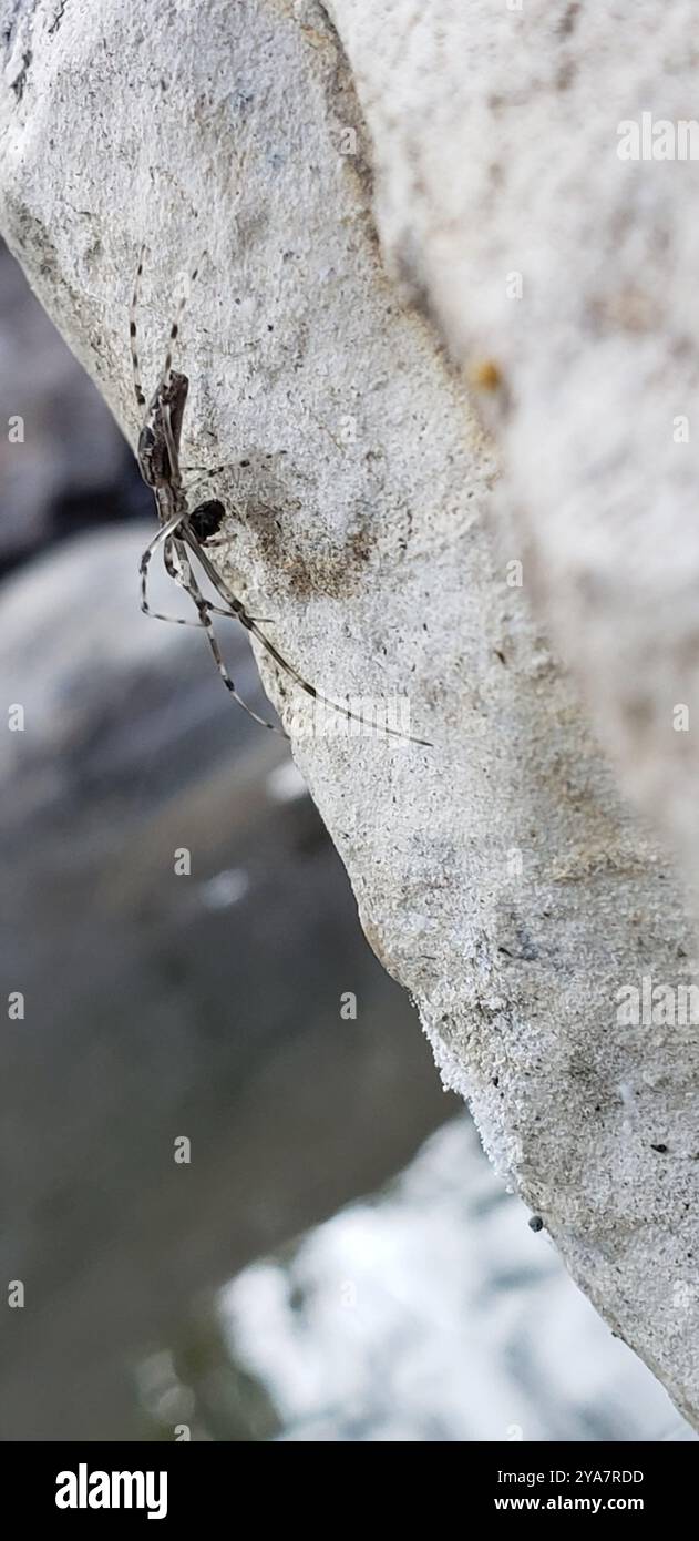 Stretch Spiders (Tetragnatha) Arachnida Stock Photo - Alamy