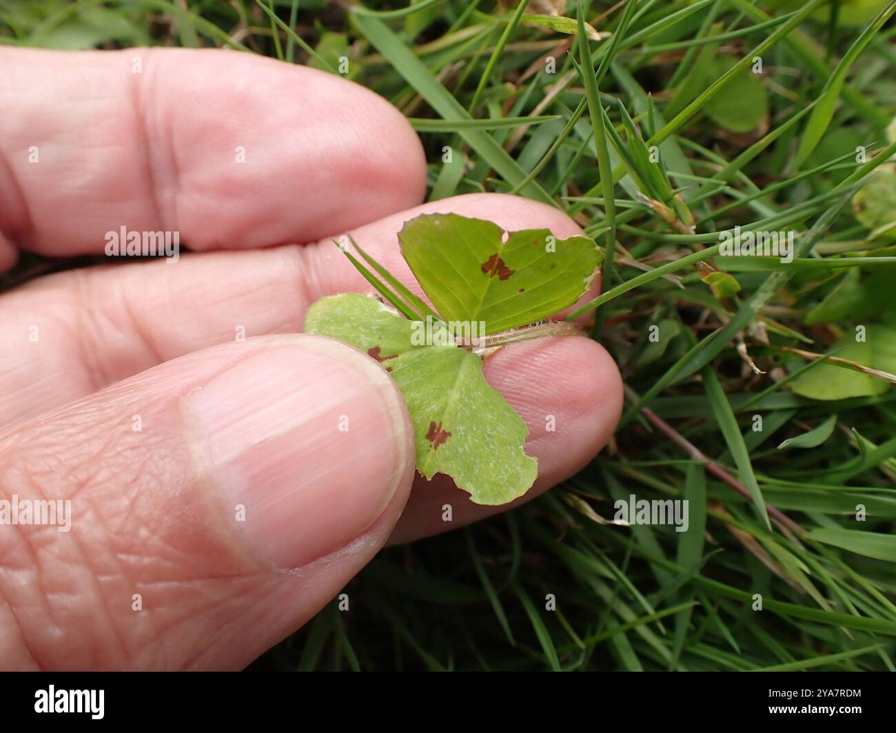 Spotted medick (Medicago arabica) Plantae Stock Photo - Alamy