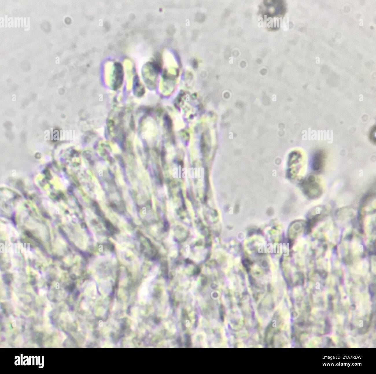 Rivulosa hi-res stock photography and images - Alamy