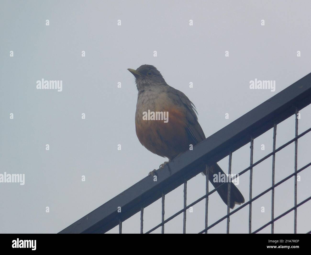 Rufous-bellied Thrush (Turdus rufiventris) Aves Stock Photo - Alamy