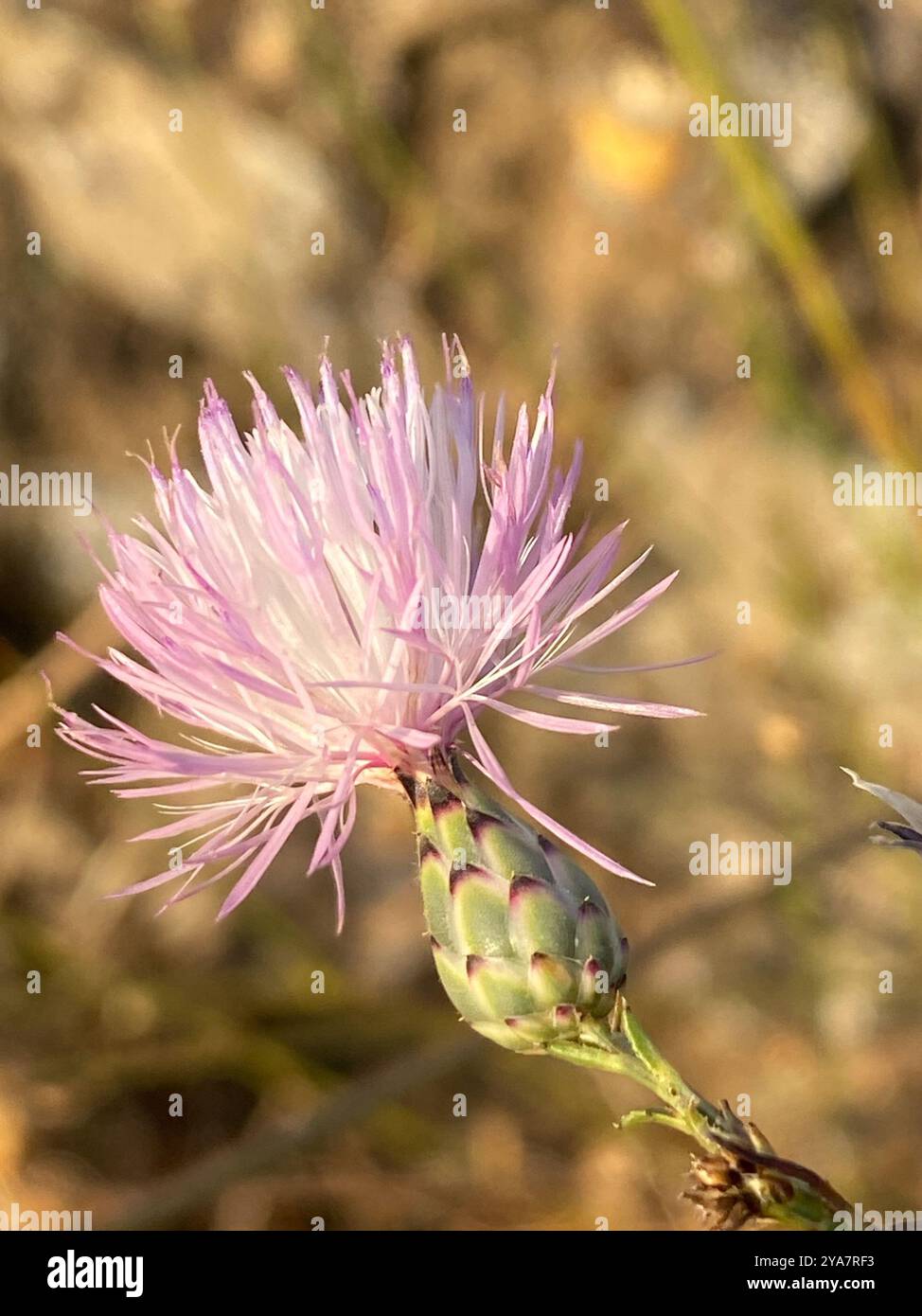 dagger flower (Mantisalca salmantica) Plantae Stock Photo - Alamy