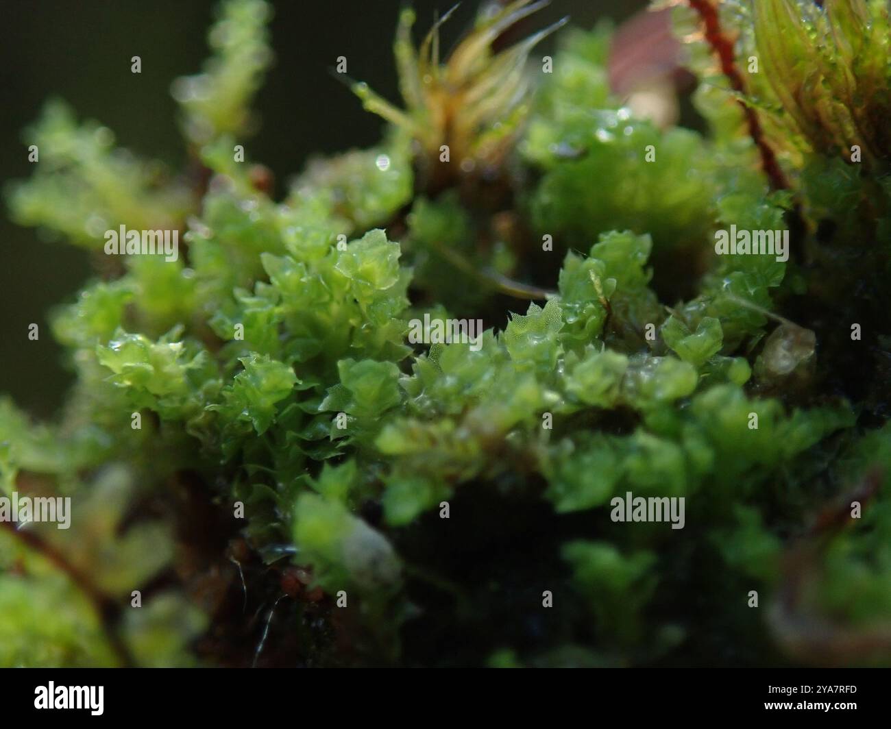 leafy and simple thalloid liverworts (Jungermanniopsida) Plantae Stock ...