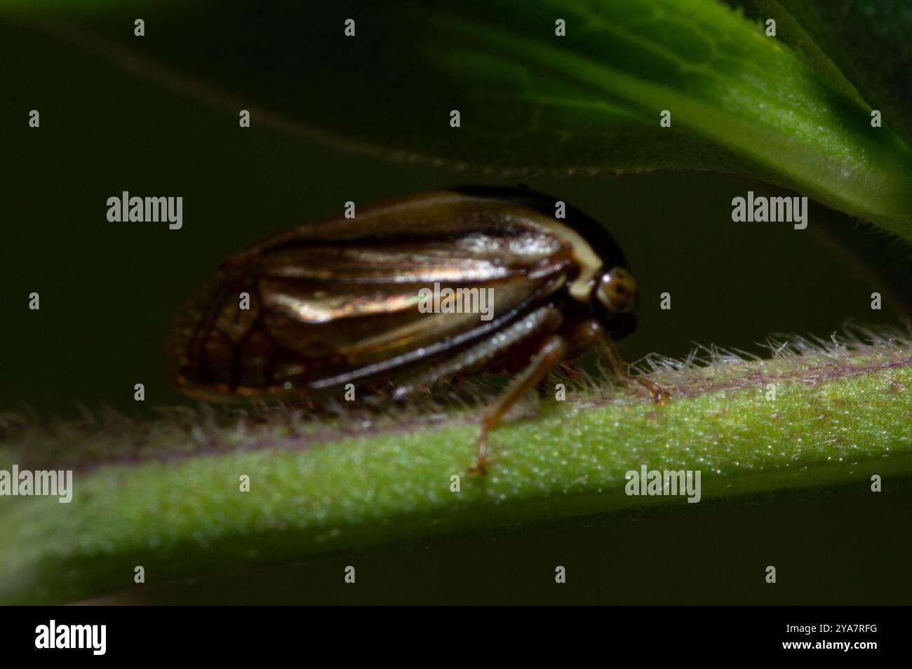 (Acutalis tartarea) Insecta Stock Photo - Alamy