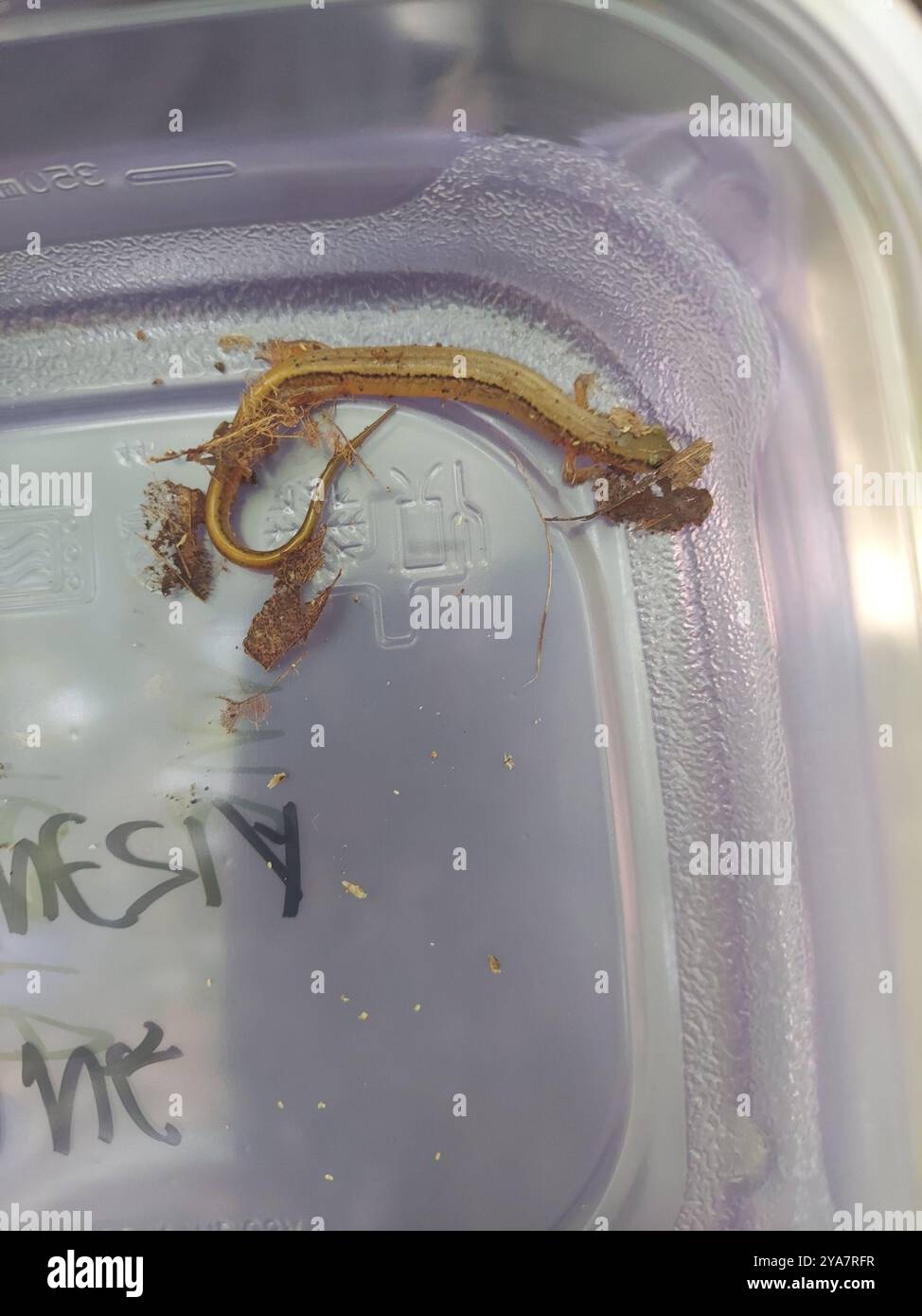 Northern Two-lined Salamander (Eurycea bislineata) Amphibia Stock Photo ...