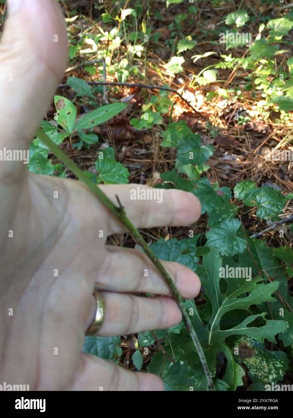 Kidney-leaf Rosinweed (Silphium compositum) Plantae Stock Photo - Alamy