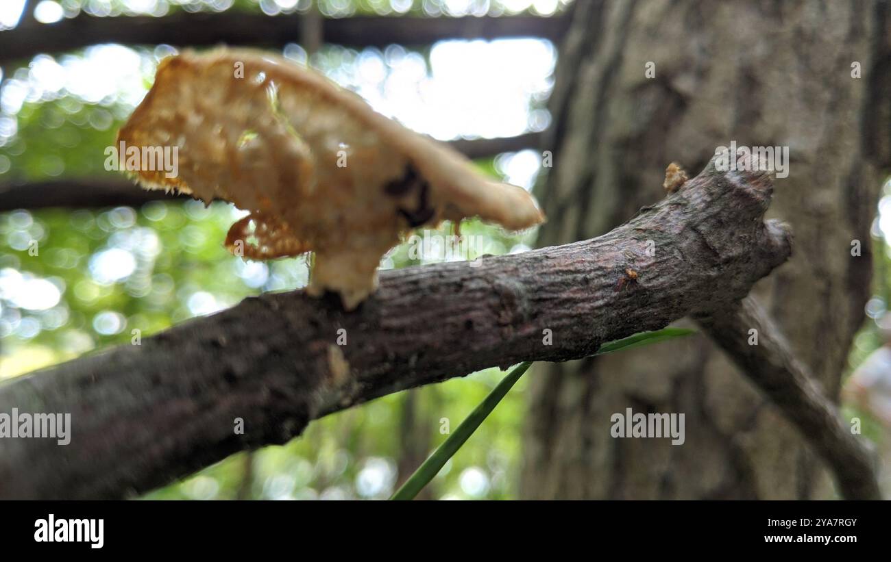hexagonal-pored polypore (Neofavolus alveolaris) Fungi Stock Photo - Alamy