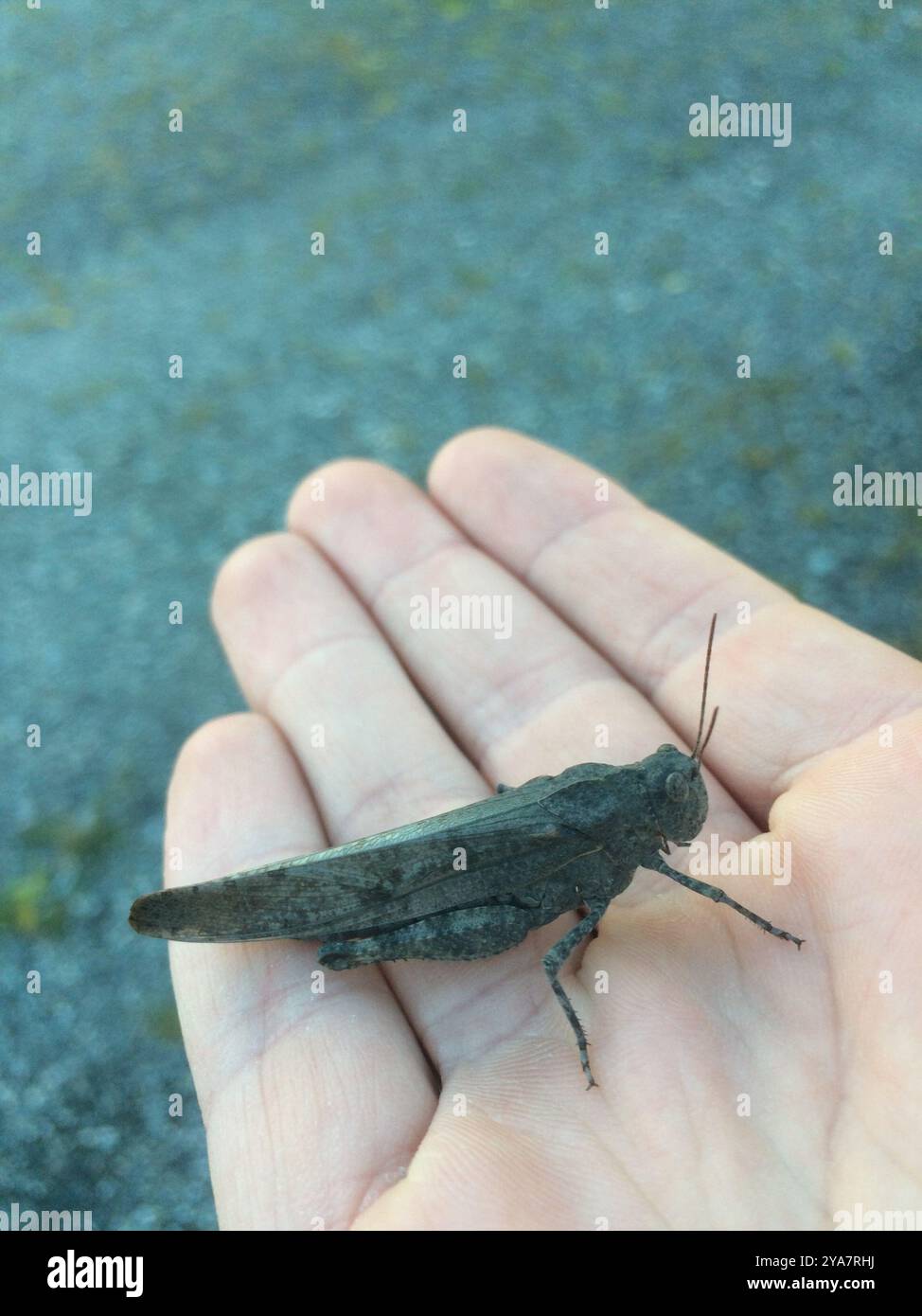 Carolina Grasshopper (Dissosteira carolina) Insecta Stock Photo - Alamy