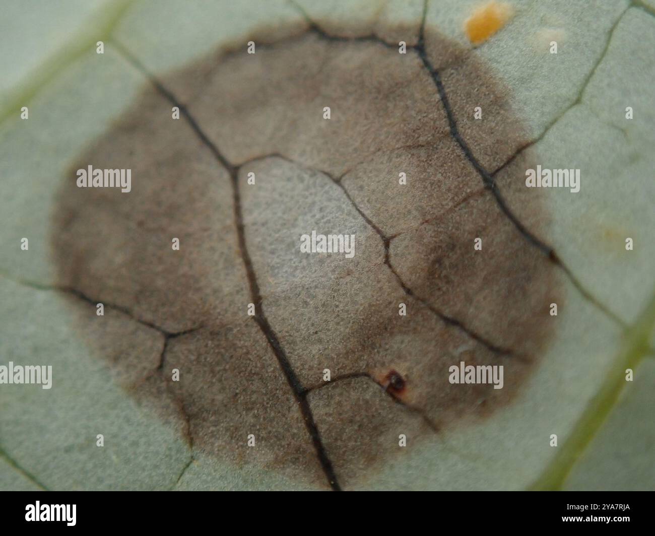 (Sphaerulina populicola) Fungi Stock Photo - Alamy