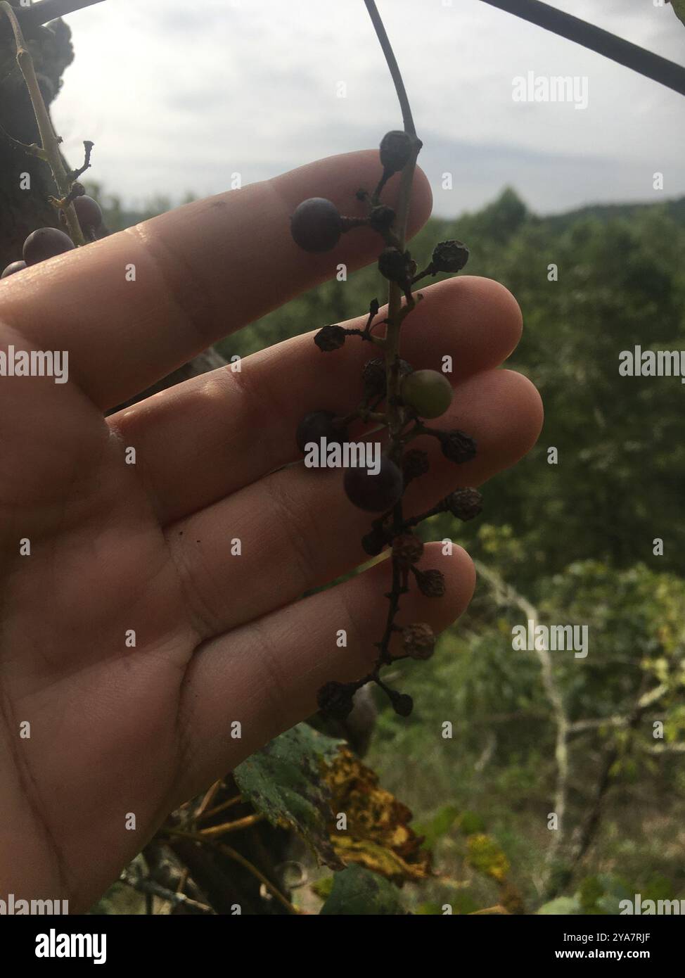 frost grape (Vitis vulpina) Plantae Stock Photo - Alamy