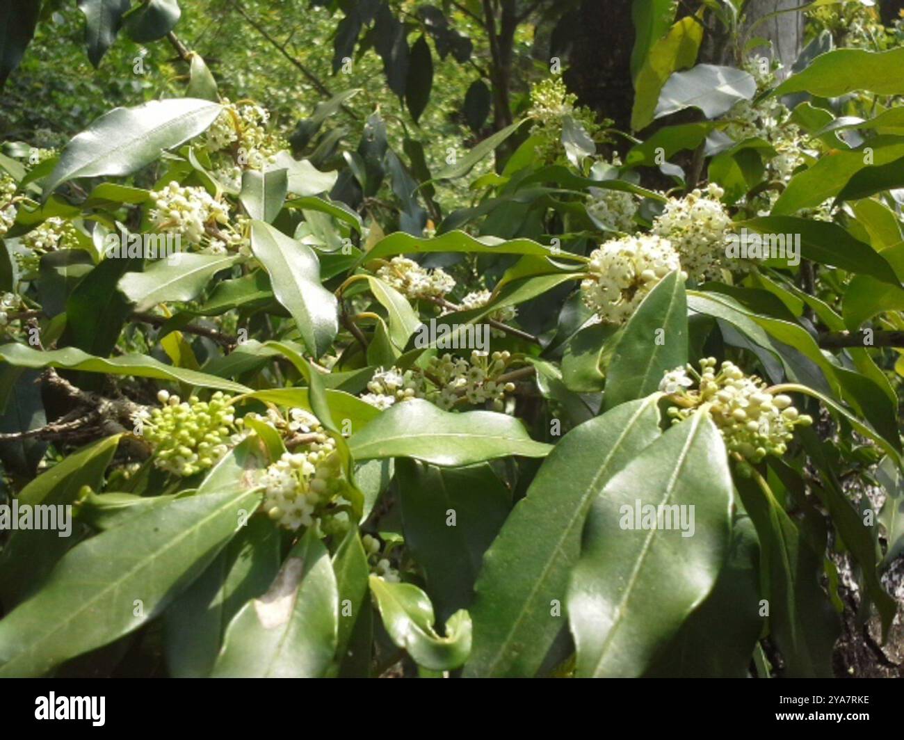 Cape Holly (Ilex mitis) Plantae Stock Photo - Alamy