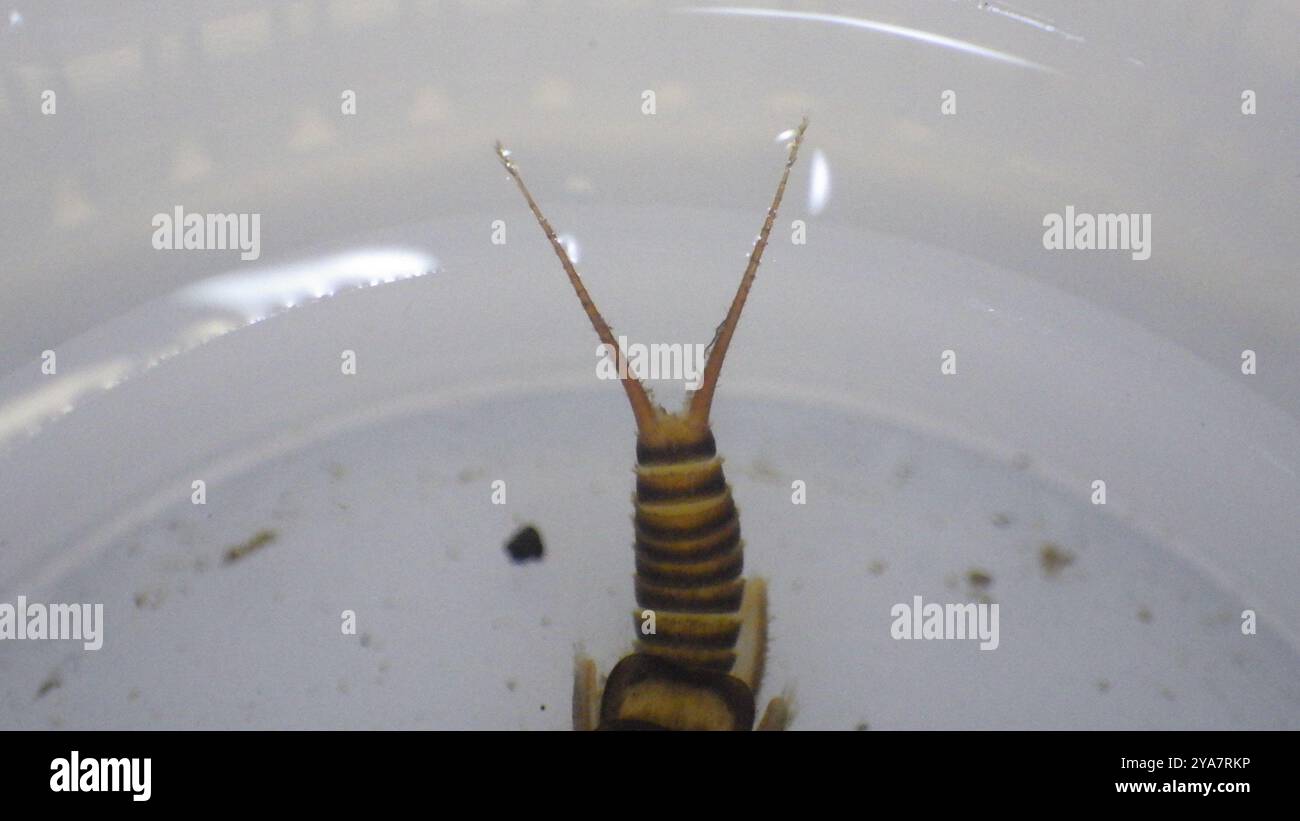 Neoperla hi-res stock photography and images - Alamy