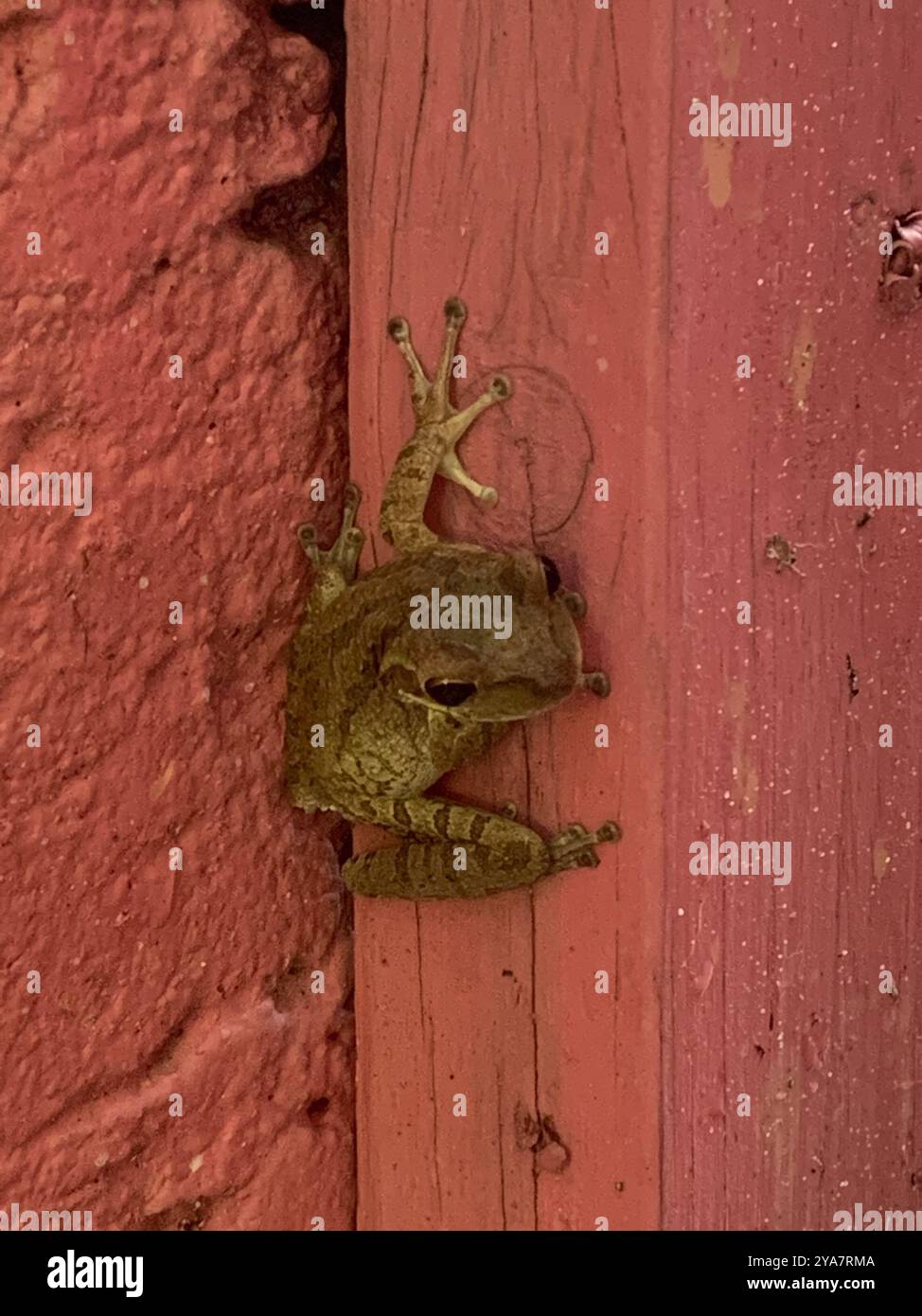 Cuban Tree Frog (Osteopilus septentrionalis) Amphibia Stock Photo - Alamy