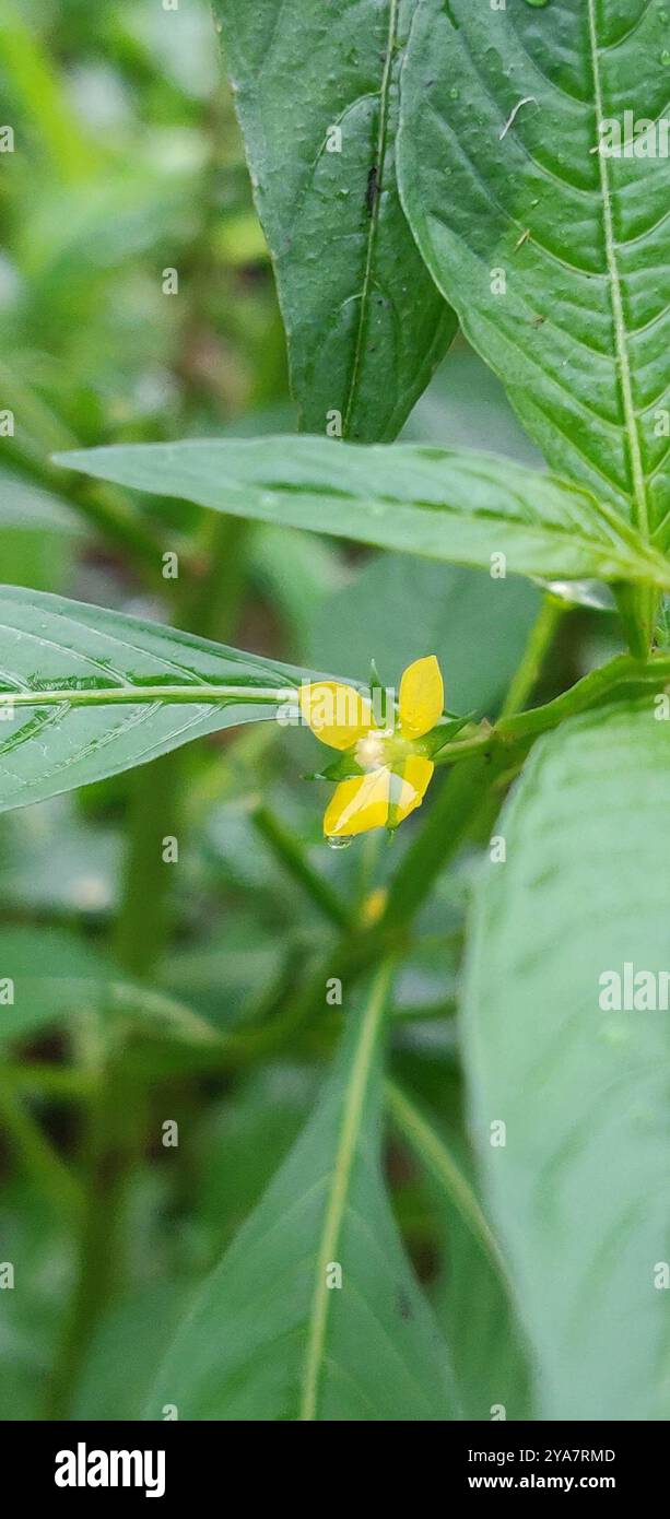 Perennial Water Primrose (Ludwigia perennis) Plantae Stock Photo - Alamy