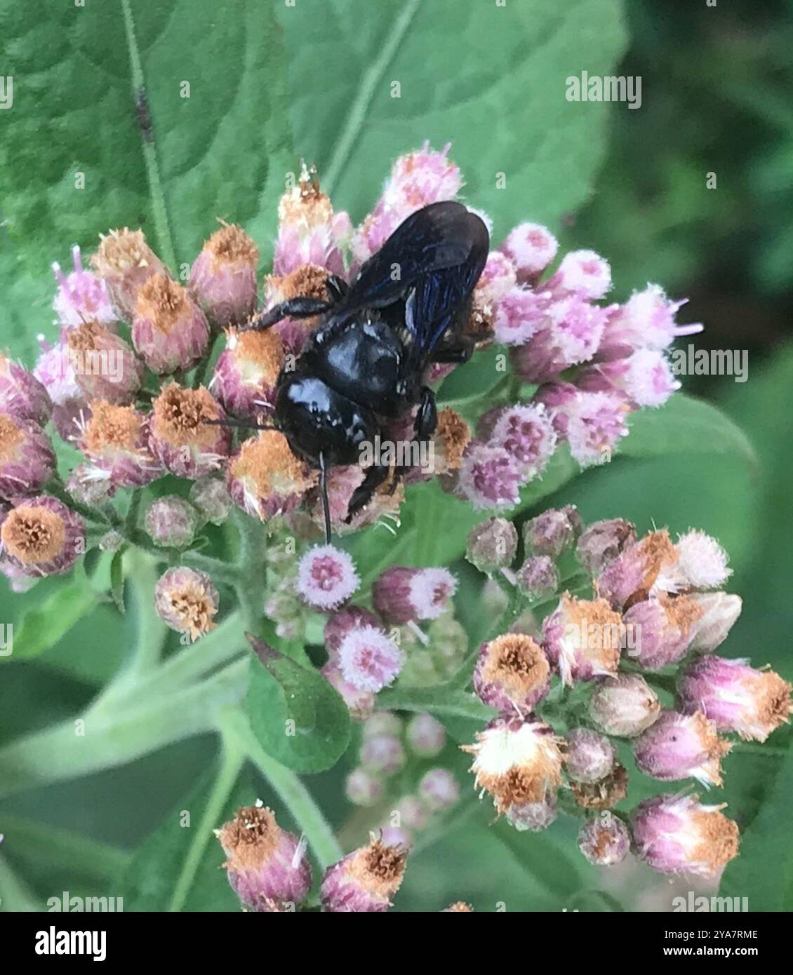 Carpenter-mimic Leafcutter Bee (Megachile xylocopoides) Insecta Stock ...