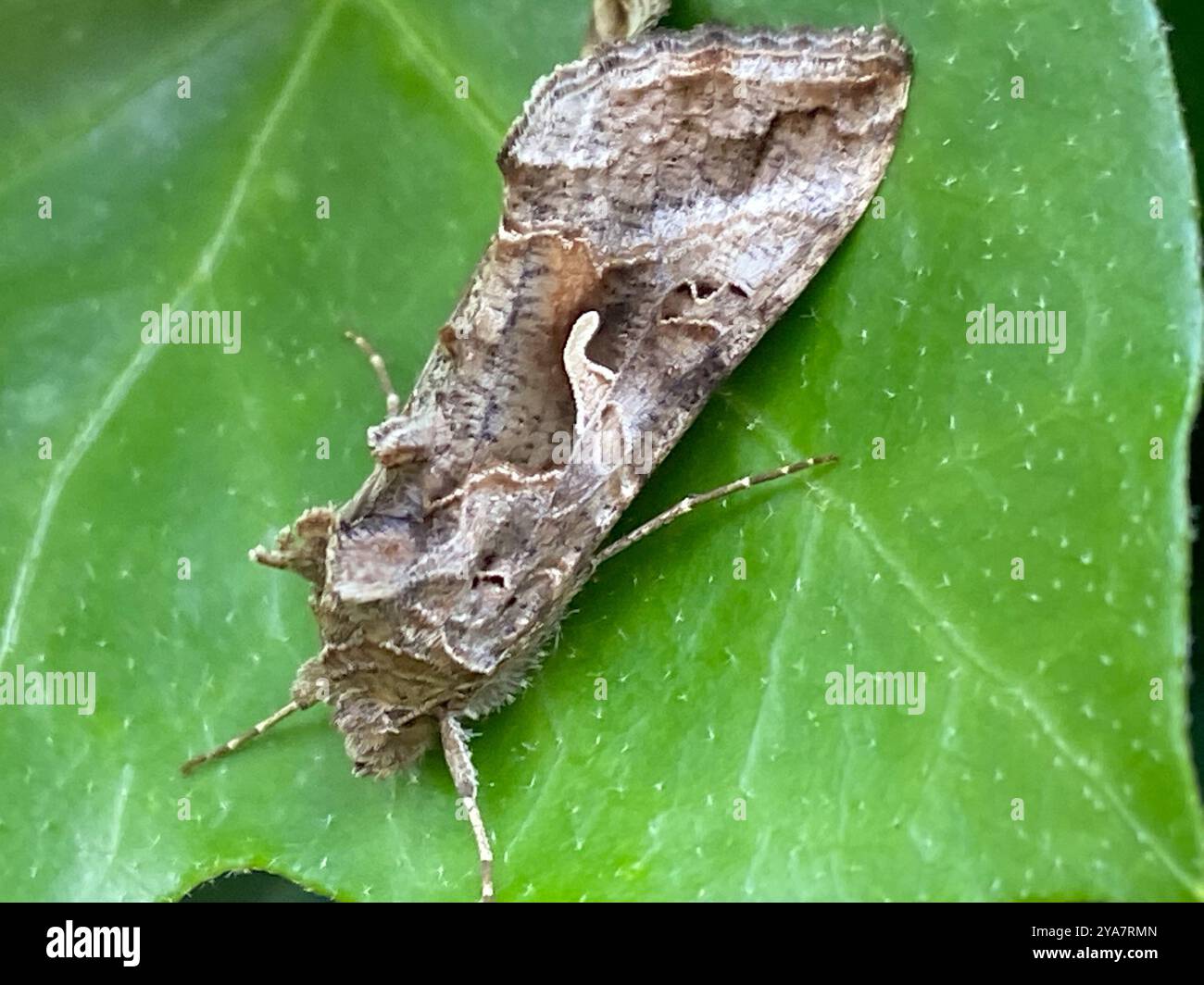 Silver autographa gamma insecta hi-res stock photography and images - Alamy