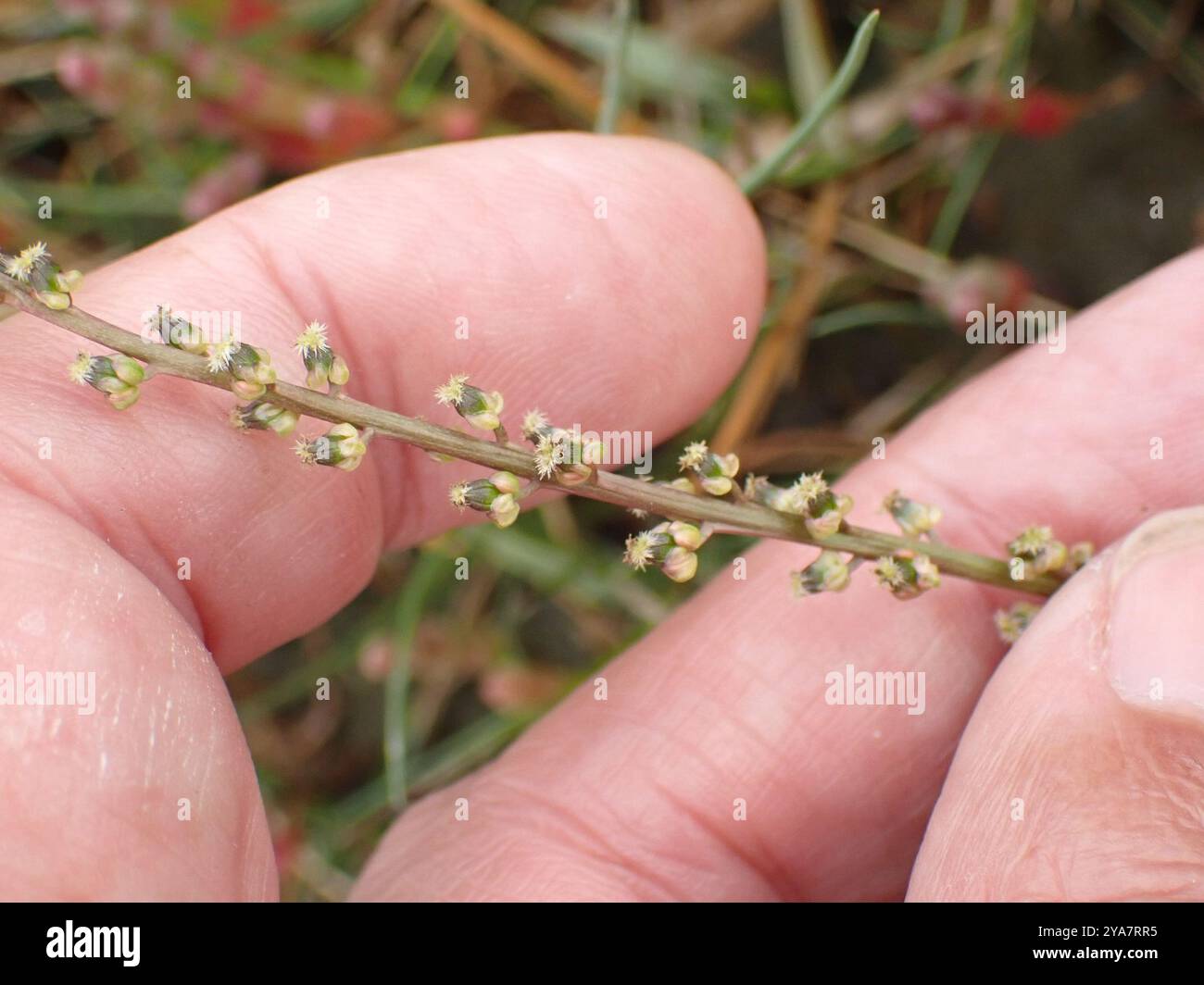 common arrowgrass (Triglochin maritima) Plantae Stock Photo - Alamy