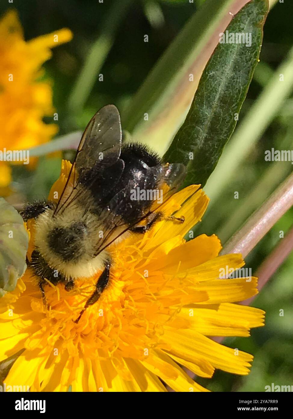 Common Eastern Bumble Bee (Bombus impatiens) Insecta Stock Photo - Alamy