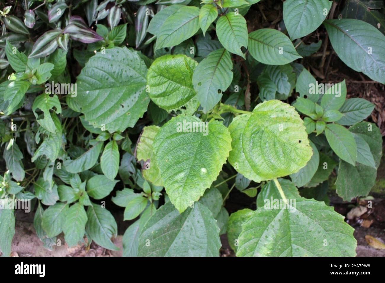 Scratchbush (Urera baccifera) Plantae Stock Photo - Alamy
