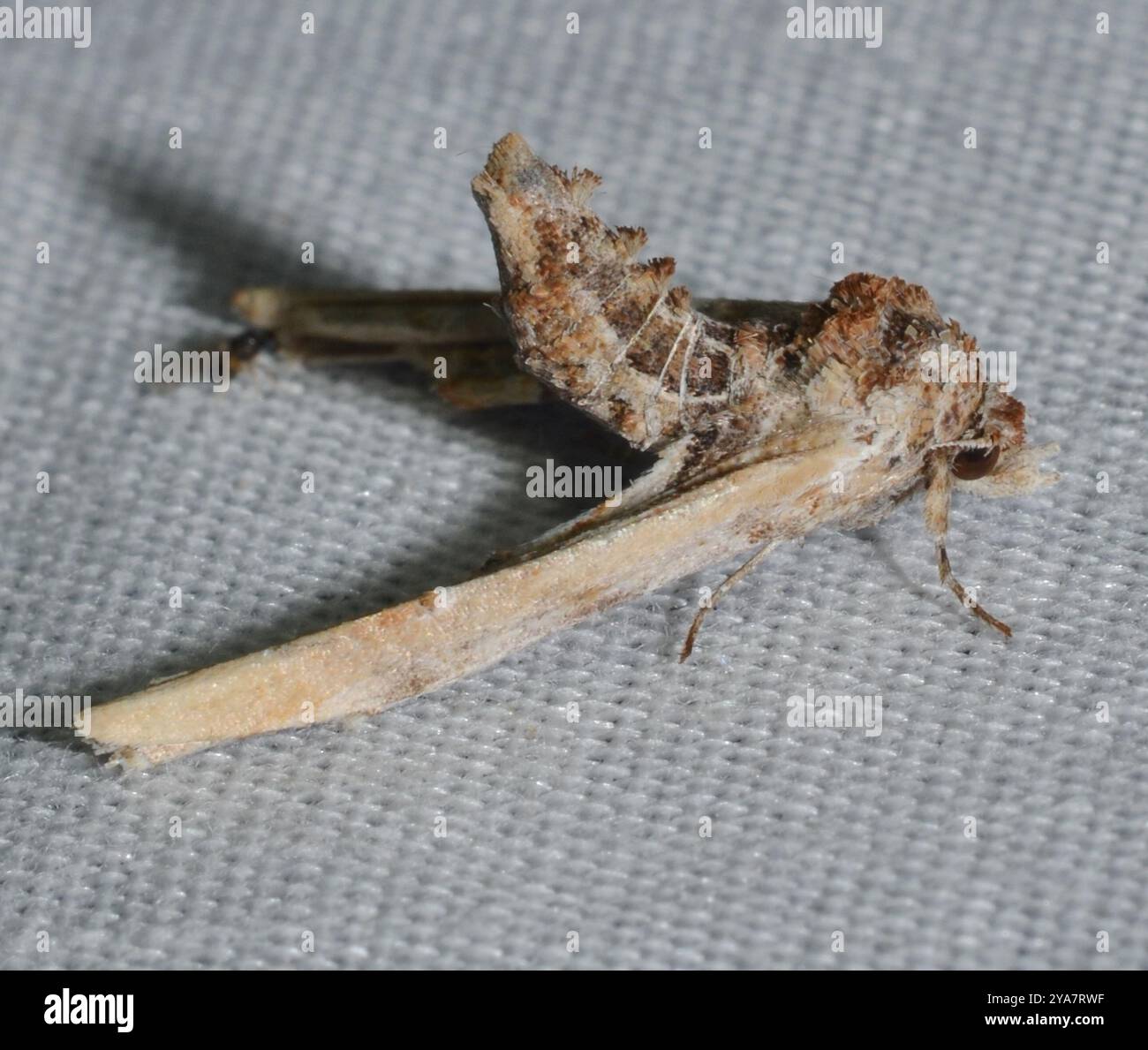 Light Marathyssa Moth (Marathyssa basalis) Insecta Stock Photo - Alamy