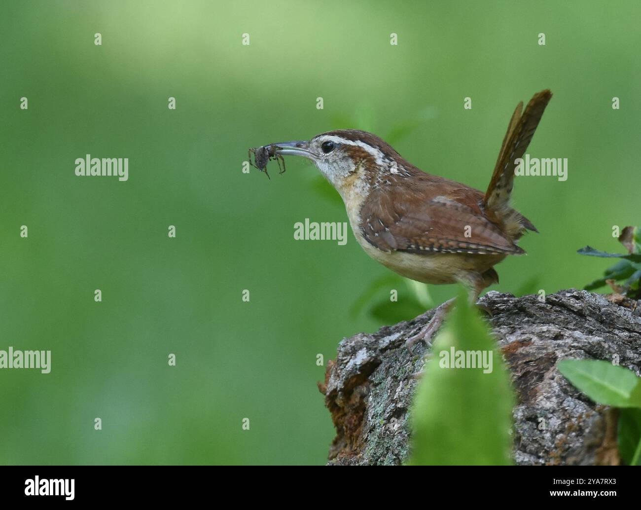 Carolina Wren (Thryothorus ludovicianus) Aves Stock Photo - Alamy