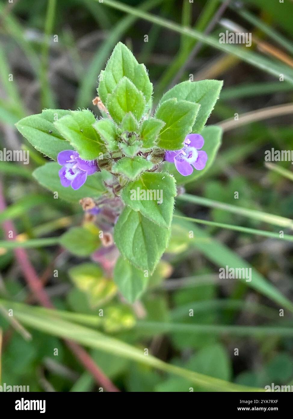 basil-thyme (Clinopodium acinos) Plantae Stock Photo - Alamy