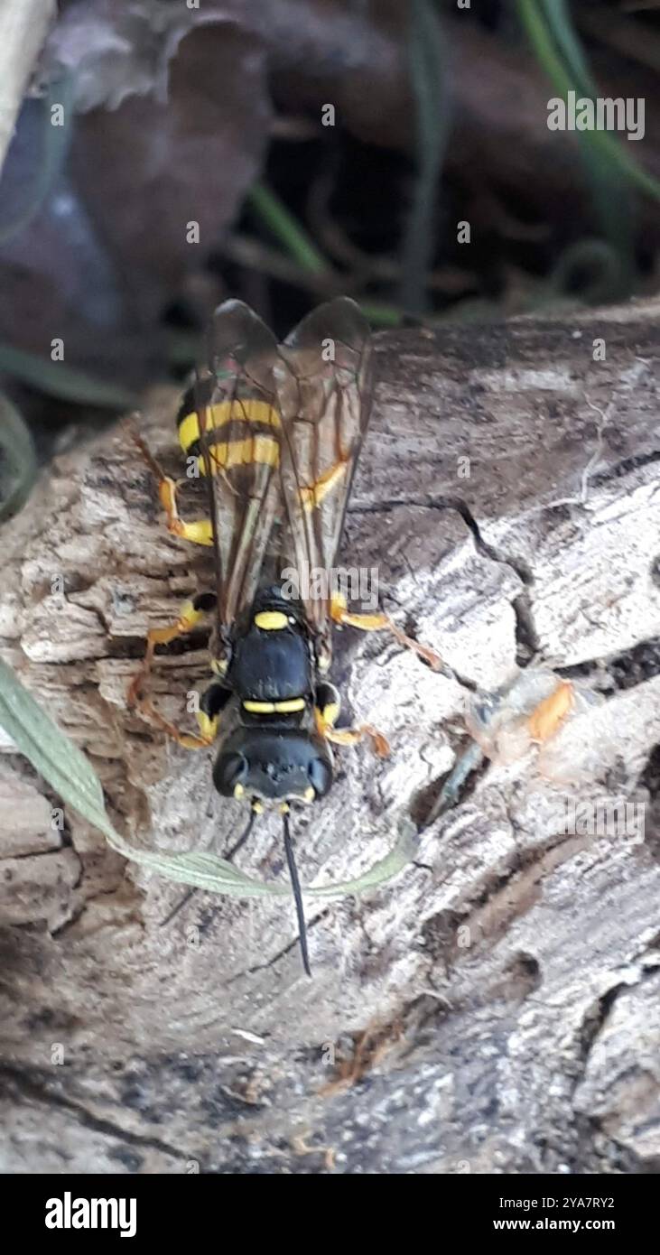 Field digger wasp (Mellinus arvensis) Insecta Stock Photo - Alamy