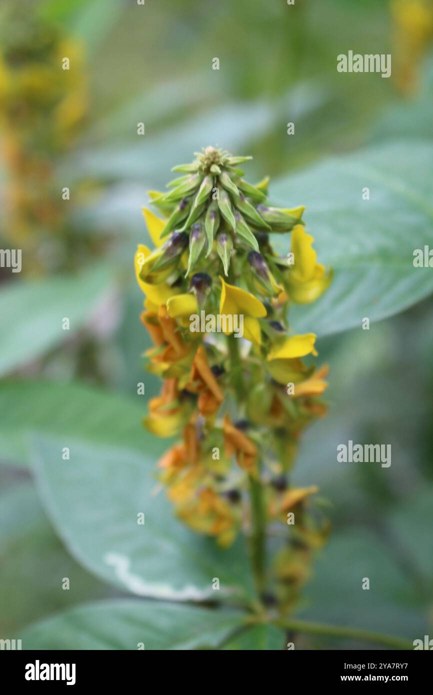 Rattlepods (Crotalaria) Plantae Stock Photo - Alamy