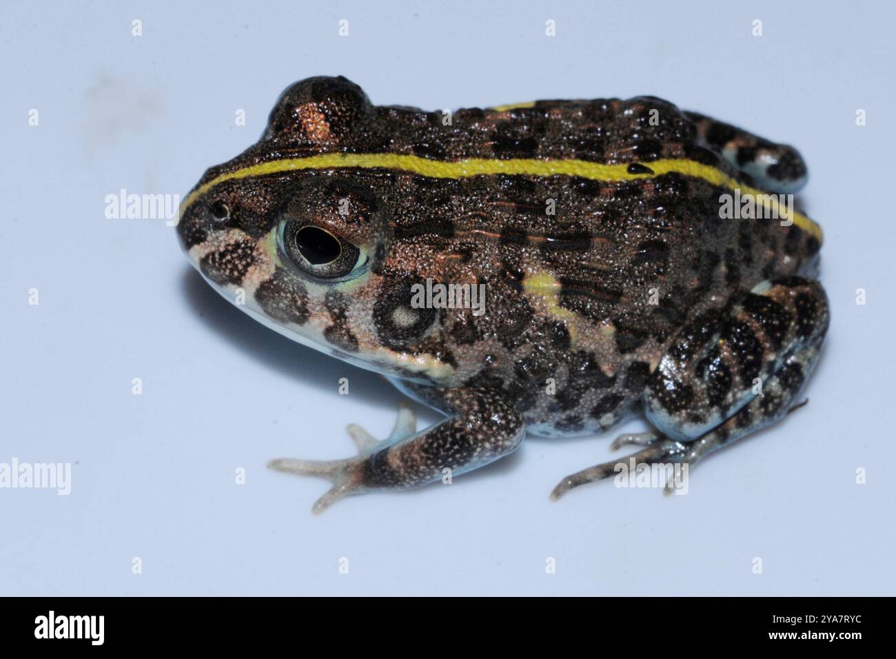 Edible bullfrog (Pyxicephalus edulis) Amphibia Stock Photo - Alamy