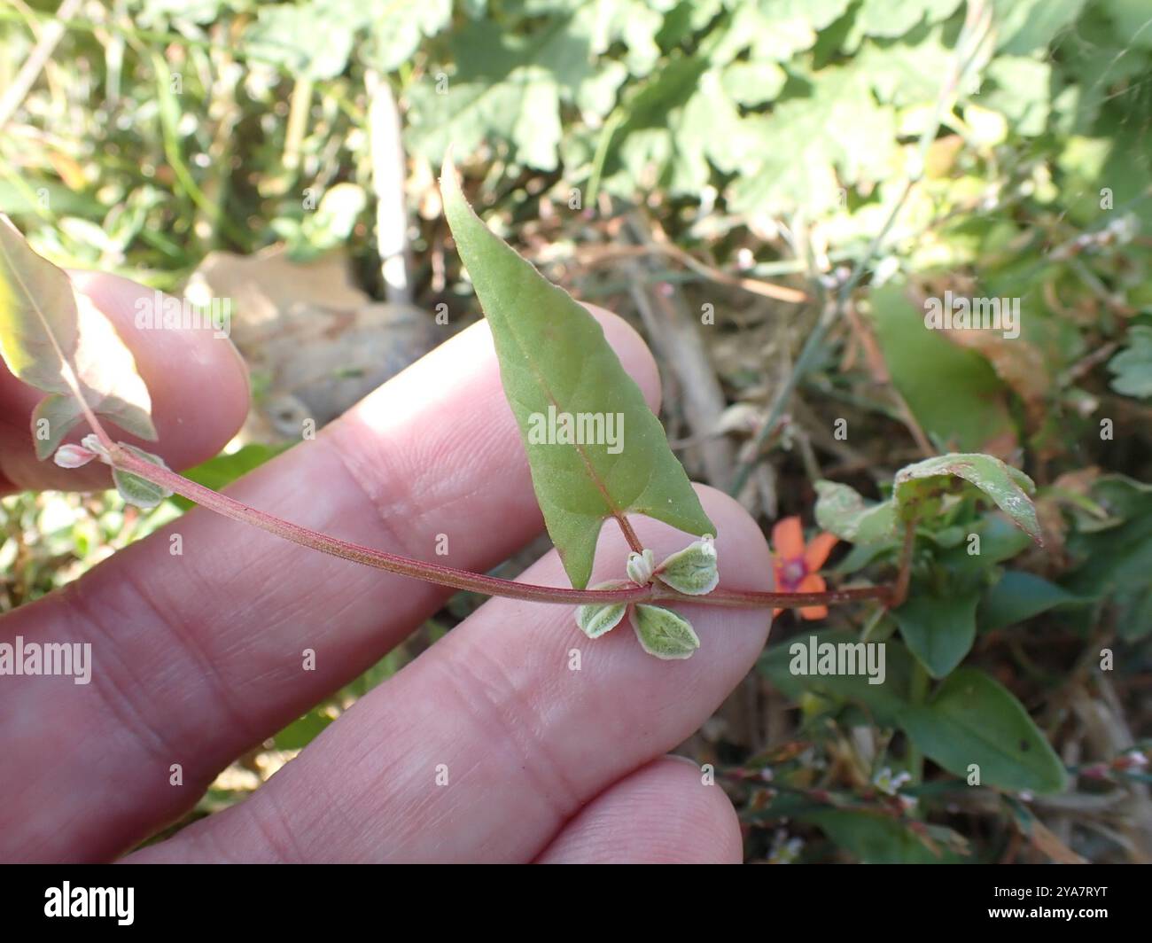 Black-bindweed (Fallopia convolvulus) Plantae Stock Photo - Alamy