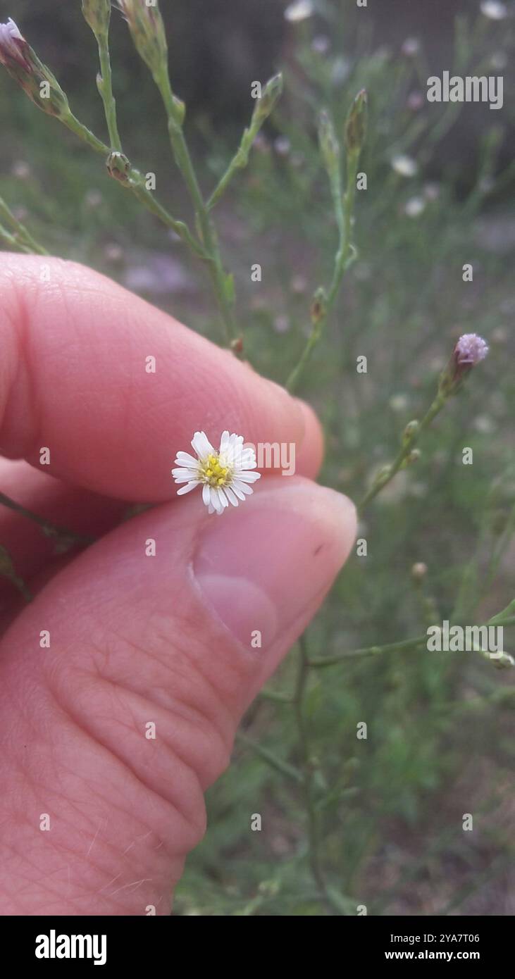 saltmarsh aster (Symphyotrichum squamatum) Plantae Stock Photo - Alamy