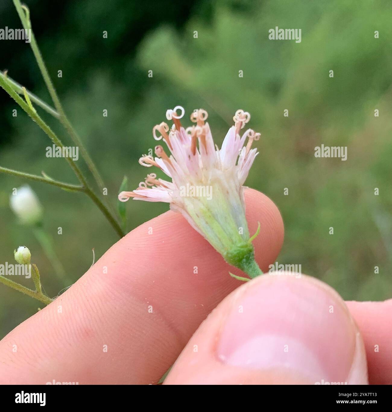 Coastalplain Palafox (Palafoxia integrifolia) Plantae Stock Photo - Alamy