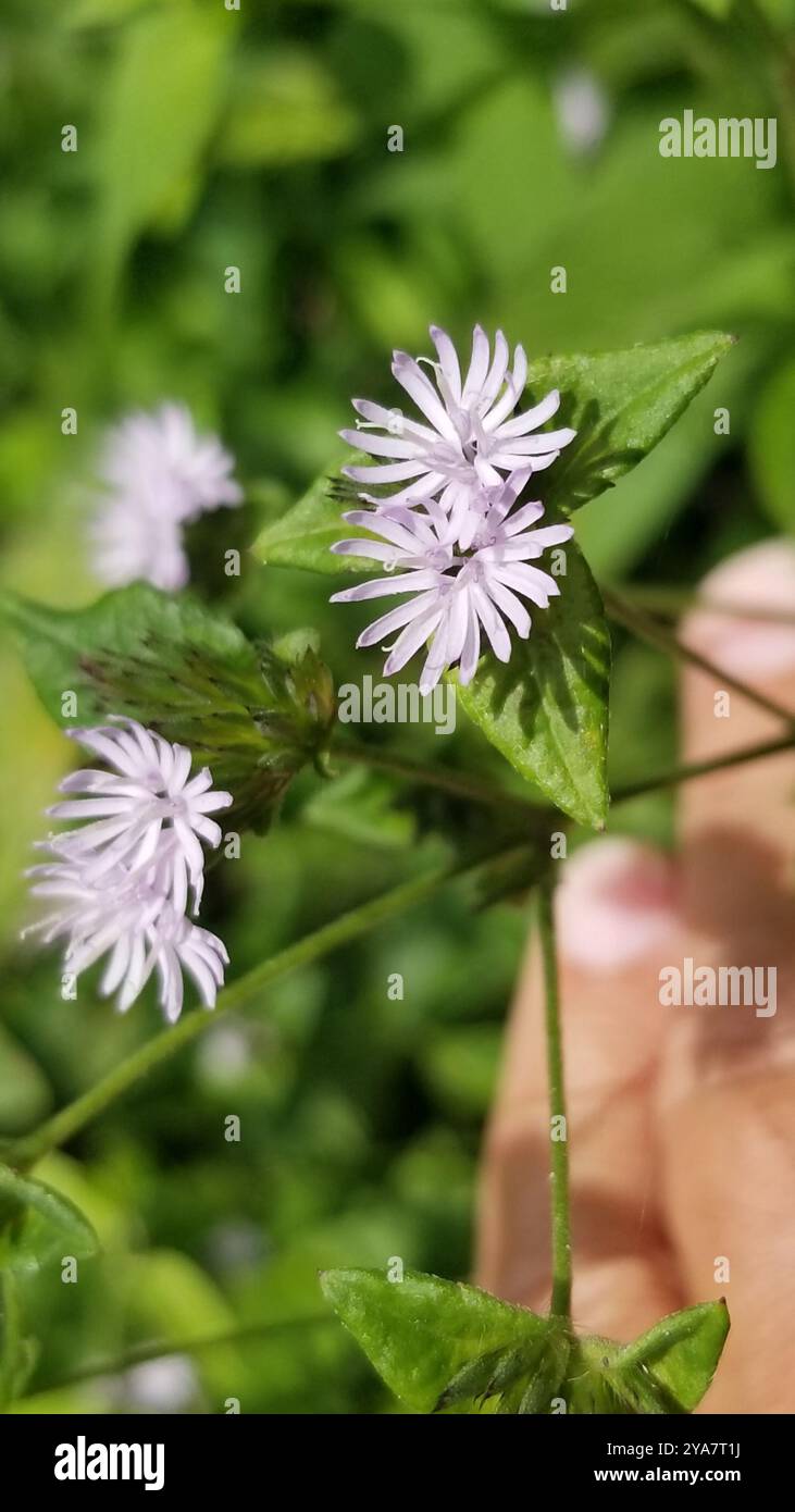 leafy elephant's-foot (Elephantopus carolinianus) Plantae Stock Photo ...