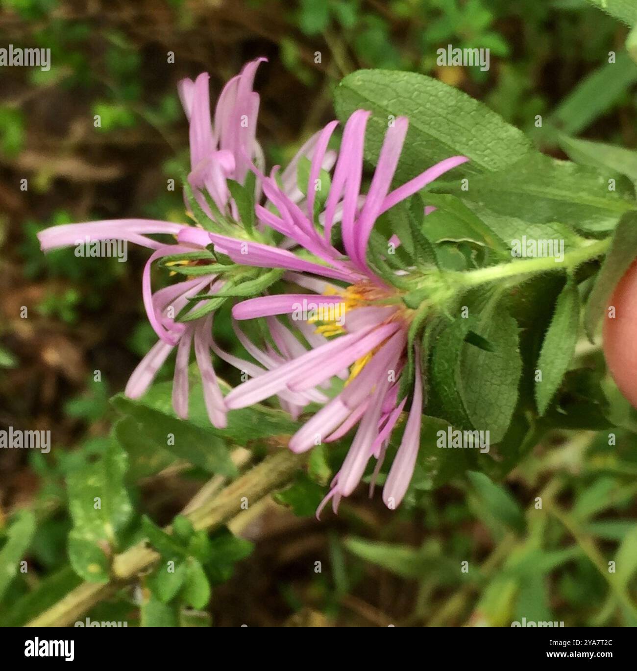 New England aster (Symphyotrichum novae-angliae) Plantae Stock Photo ...