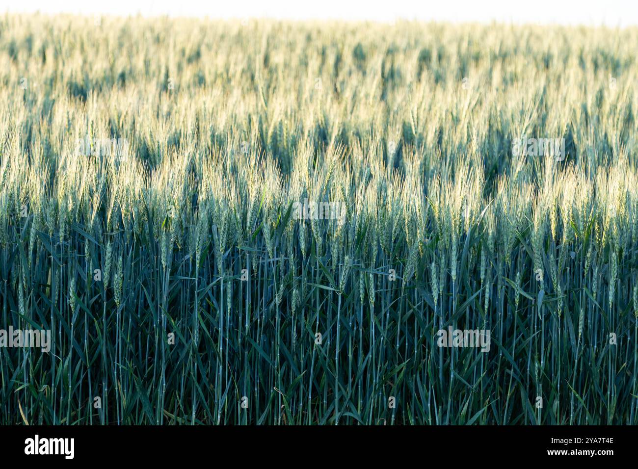 Beautiful scenery farmland in hi-res stock photography and images - Alamy