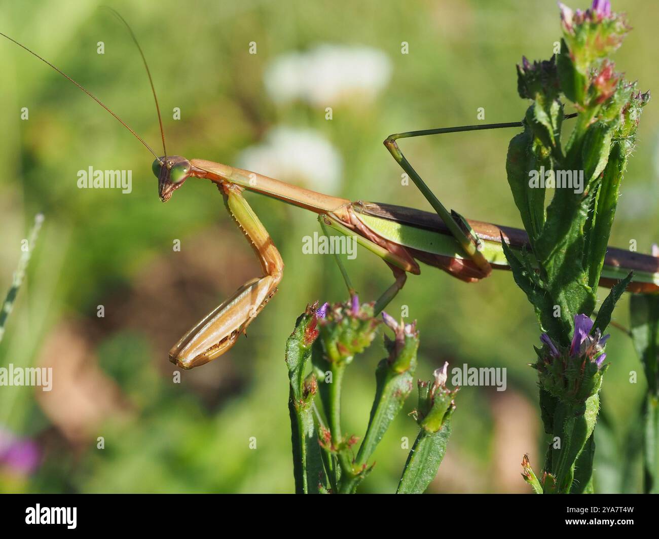 Chinese Mantis (Tenodera sinensis) Insecta Stock Photo - Alamy