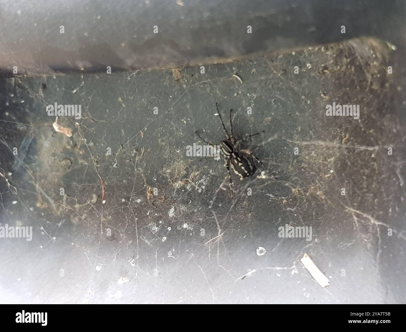 Spotted Ground Swift Spider (Nyssus coloripes) Arachnida Stock Photo ...