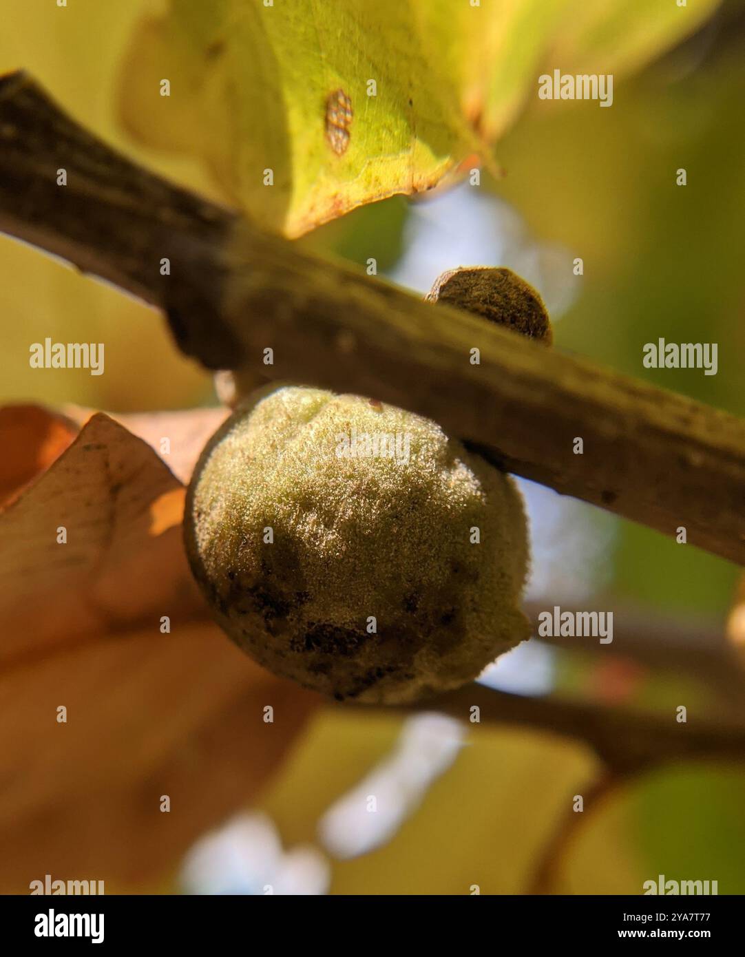 Oak Rough Bulletgall Wasp (Disholcaspis quercusmamma) Insecta Stock ...