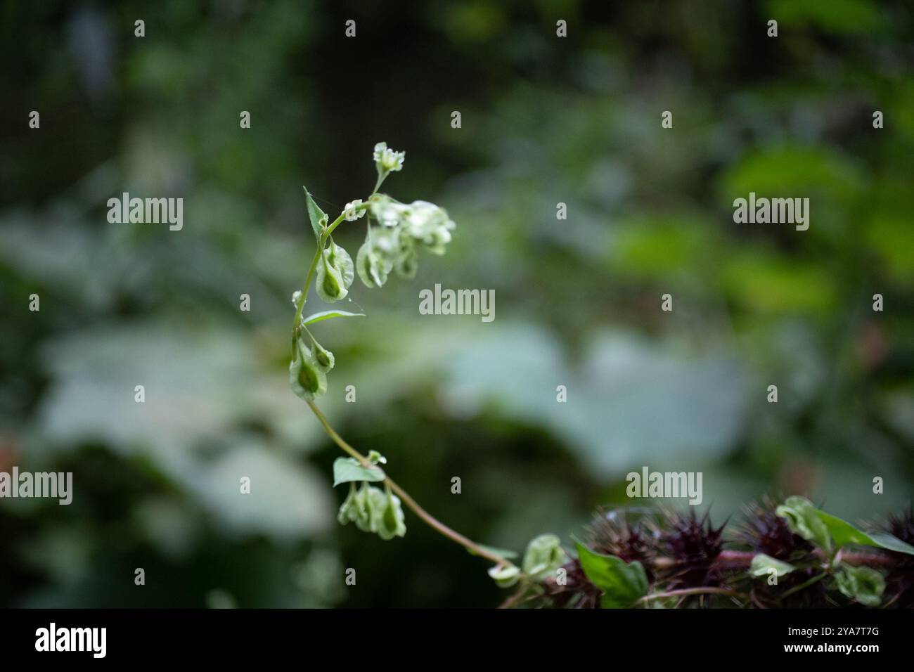 Copse-bindweed (Fallopia dumetorum) Plantae Stock Photo - Alamy