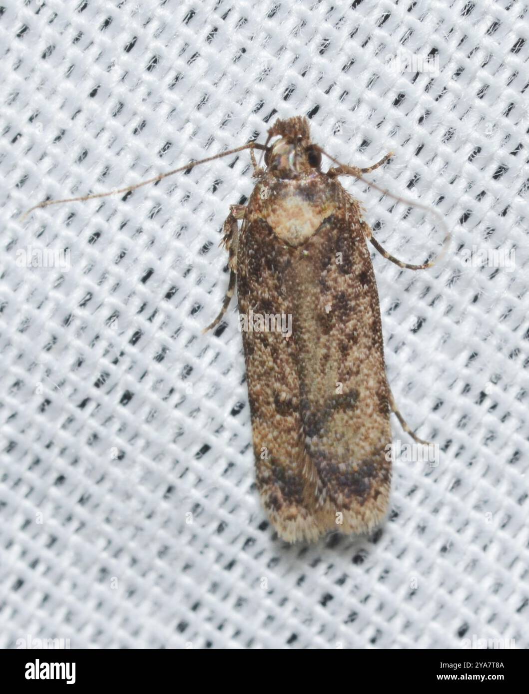 Curved-horn Moths (Gelechioidea) Insecta Stock Photo - Alamy