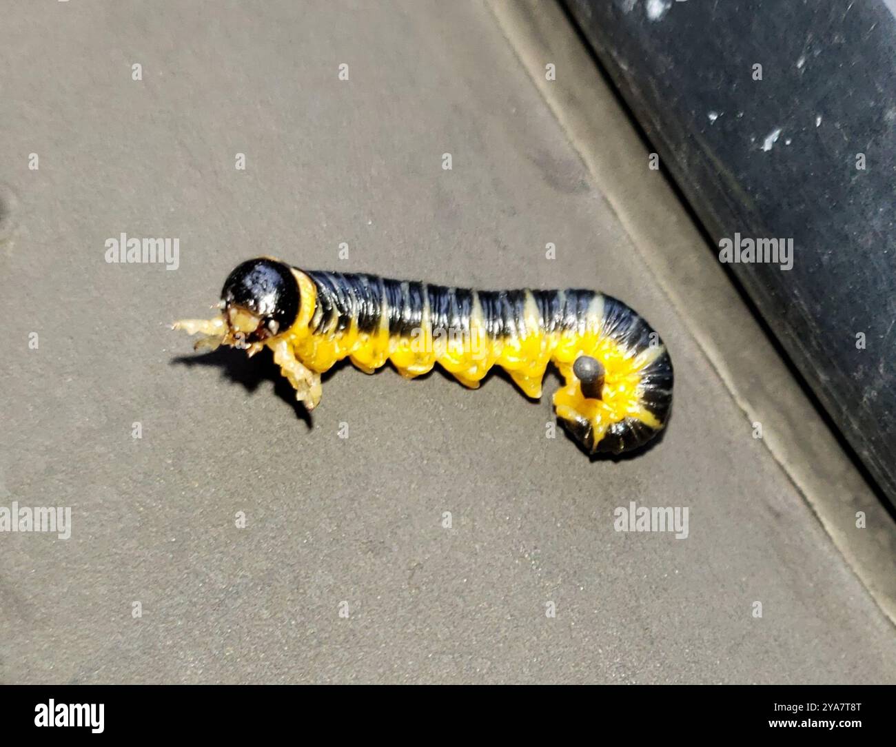 (Macremphytus tarsatus) Insecta Stock Photo - Alamy