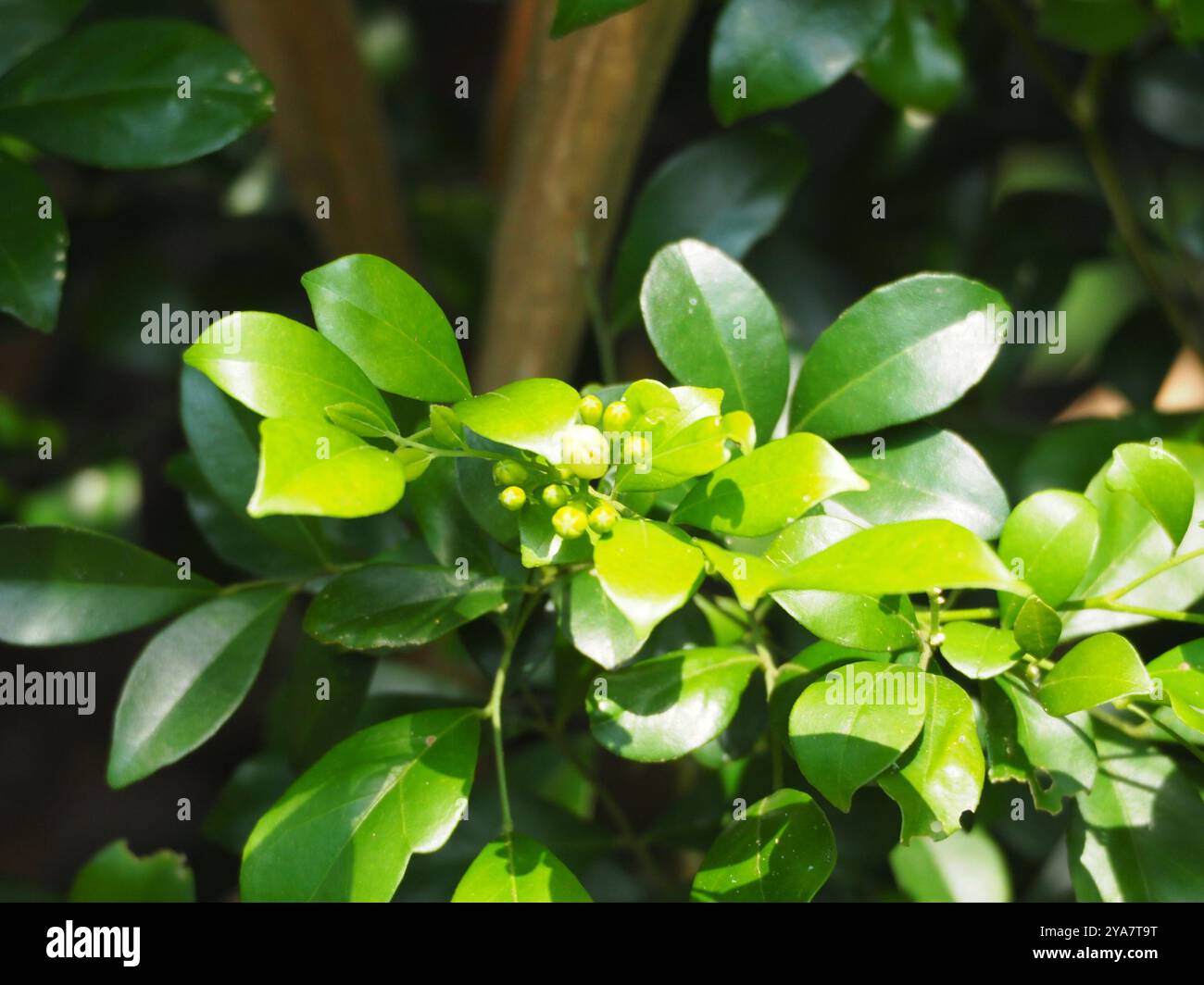 Orange Jasmine (Murraya paniculata) Plantae Stock Photo - Alamy