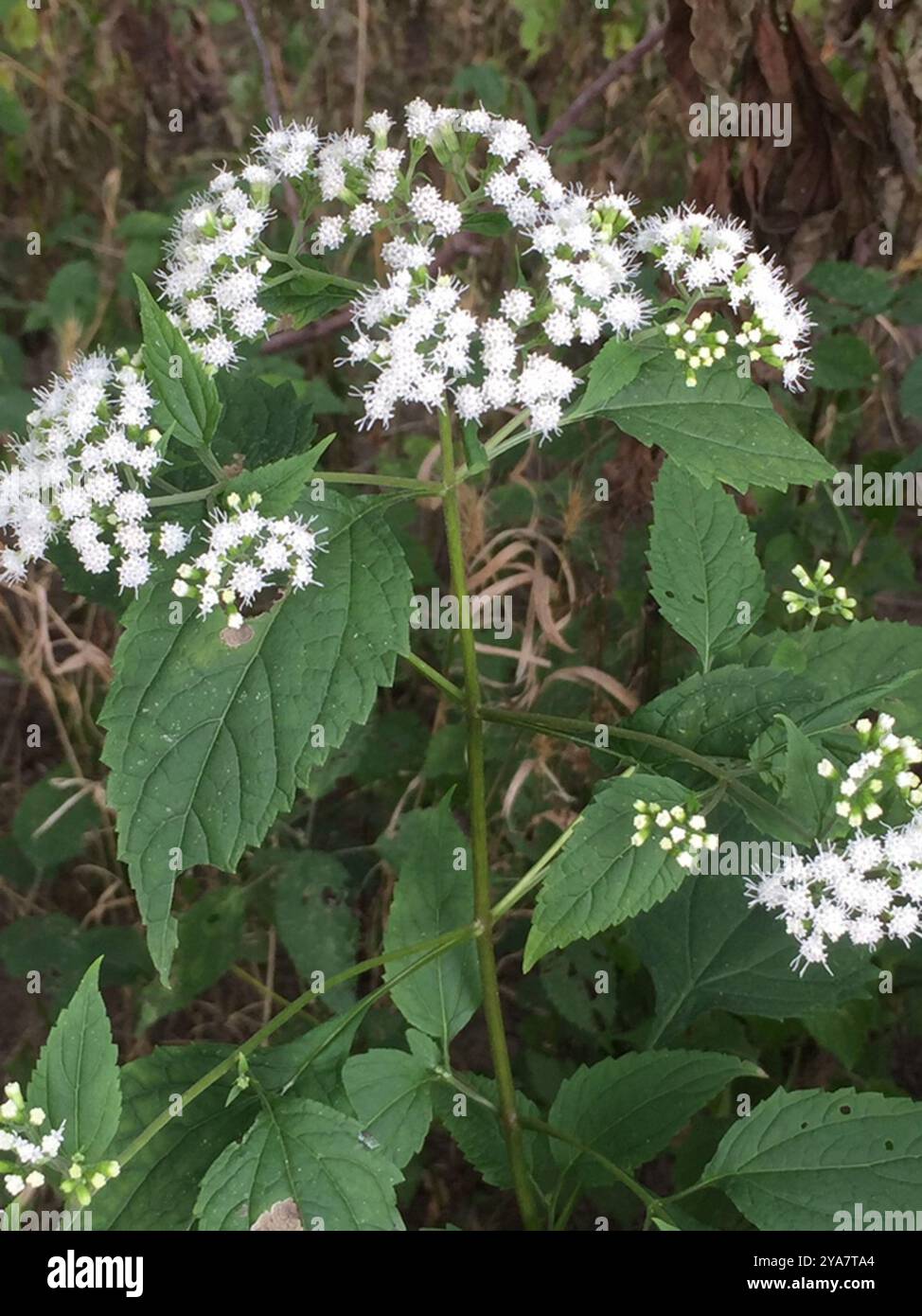 white snakeroot (Ageratina altissima) Plantae Stock Photo - Alamy