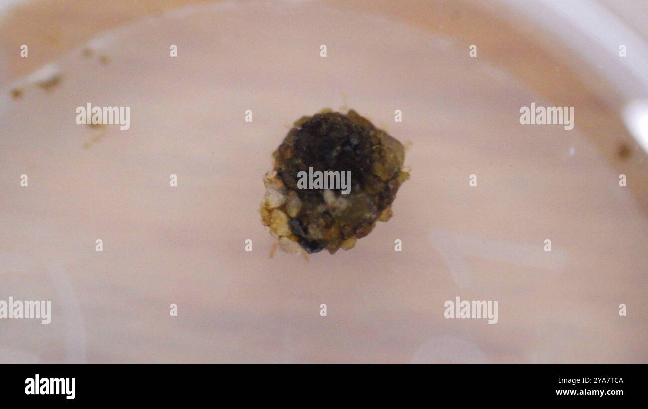 Spectacled Snail-case Caddisfly (Helicopsyche borealis) Insecta Stock ...