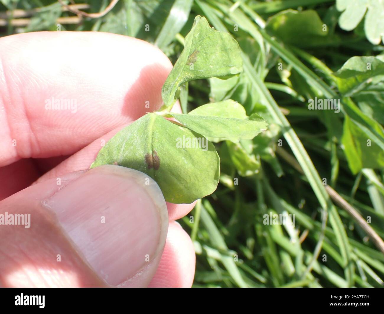 Spotted medick (Medicago arabica) Plantae Stock Photo - Alamy