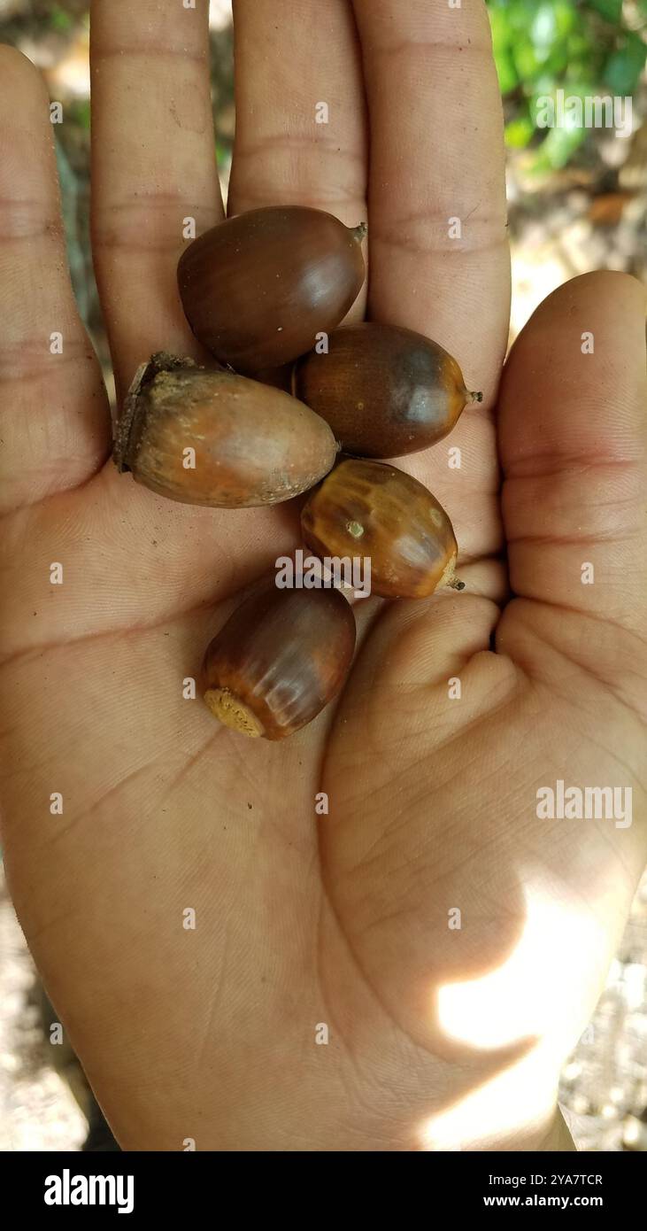 k’antulán (Quercus segoviensis) Plantae Stock Photo - Alamy