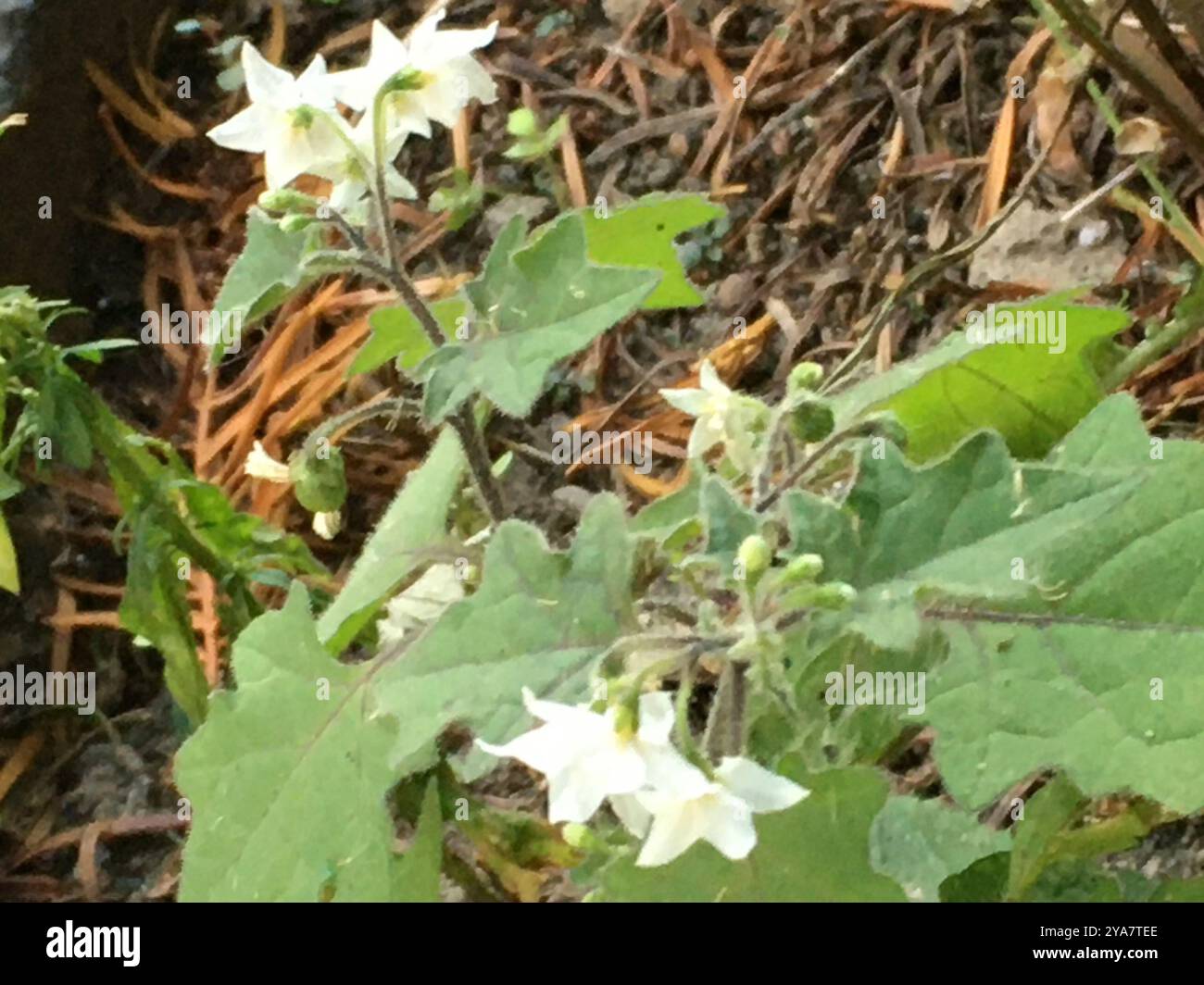 black nightshade (Solanum nigrum) Plantae Stock Photo - Alamy