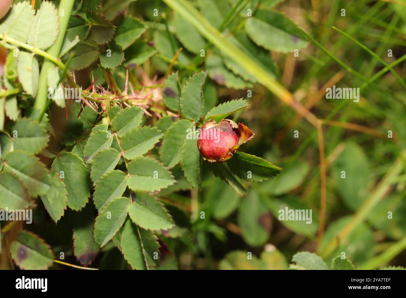 Burnet Rose (Rosa spinosissima) Plantae Stock Photo - Alamy