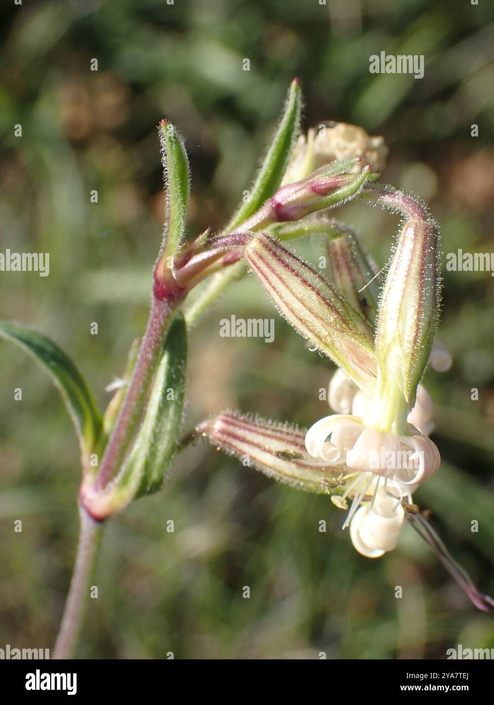 Nottingham Catchfly (Silene nutans) Plantae Stock Photo - Alamy