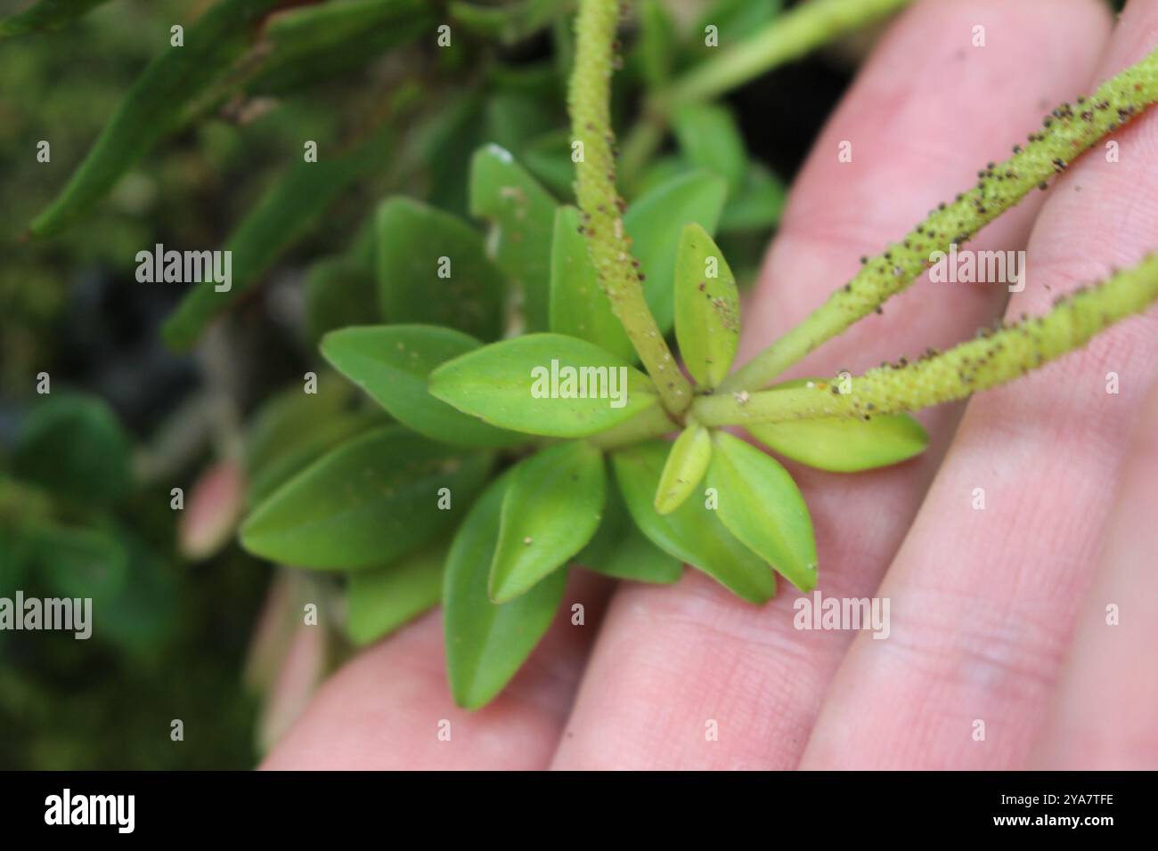 radiator plants (Peperomia) Plantae Stock Photo - Alamy