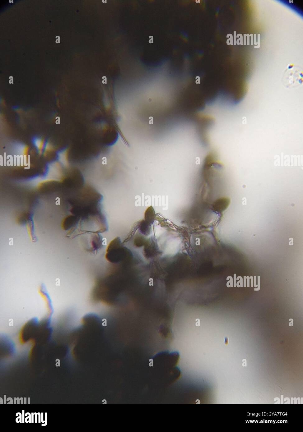 true slime molds (Myxomycetes) Protozoa Stock Photo - Alamy